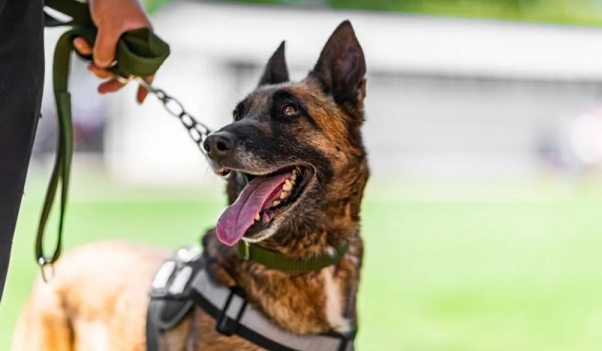 Гэрийн тэжээвэр амьтны тухай хуулийг баталлаа