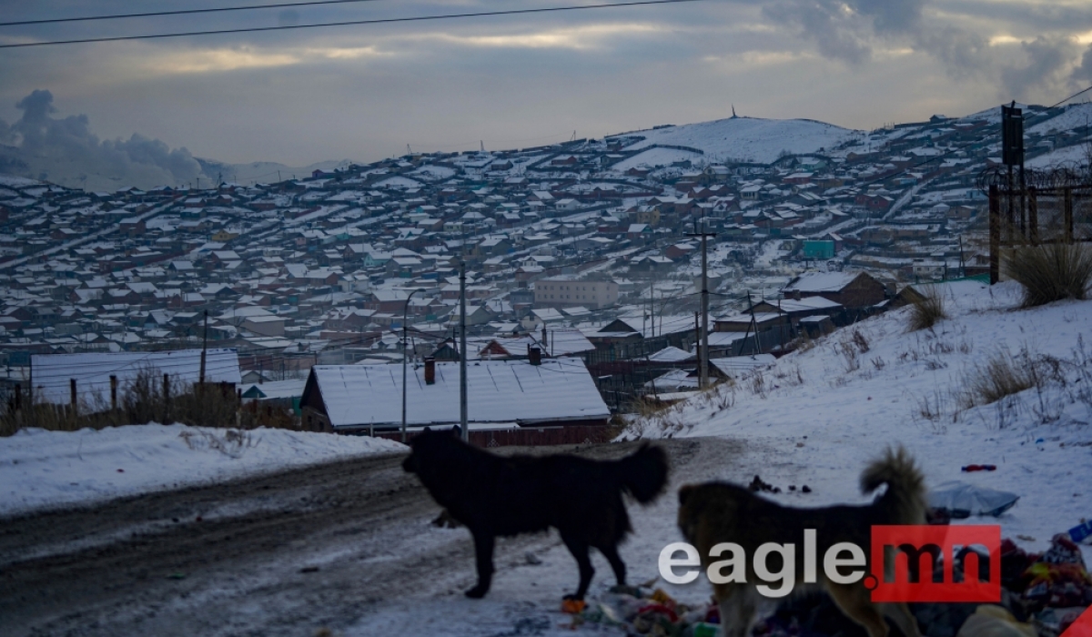 ГССҮТ Хүүхэд нохойд хазуулах тохиолдол нэмэгдэж байна
